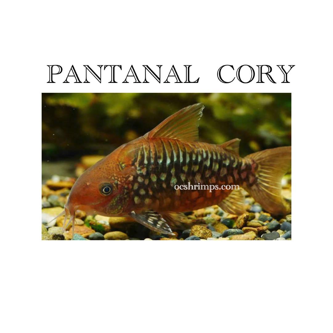 PANTANAL CORYDORAS – OC SHRIMP AQUATIC LLC