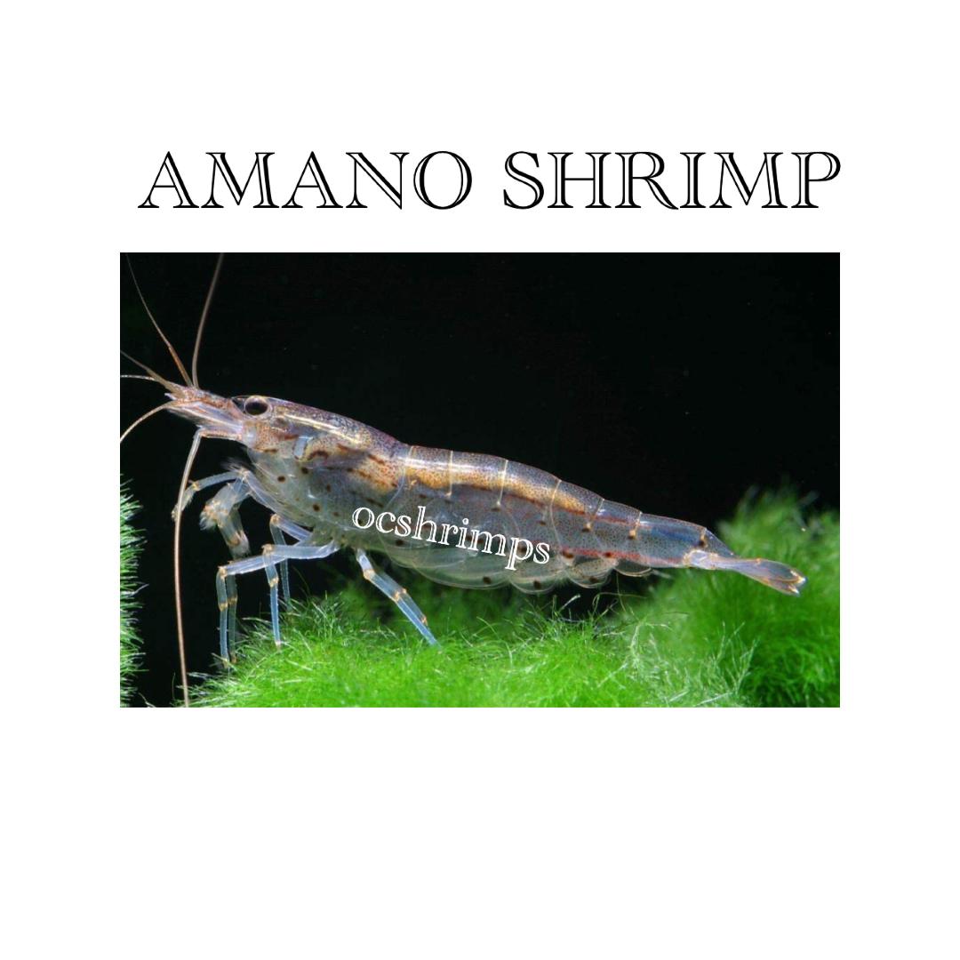 AMANO SHRIMP – OC SHRIMP AQUATIC LLC