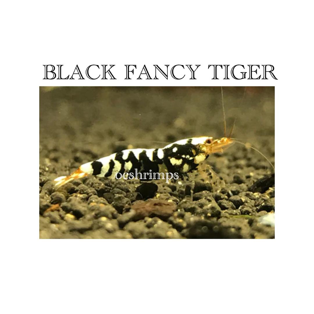 BLACK FANCY TIGER SHRIMP – OC SHRIMP AQUATIC LLC