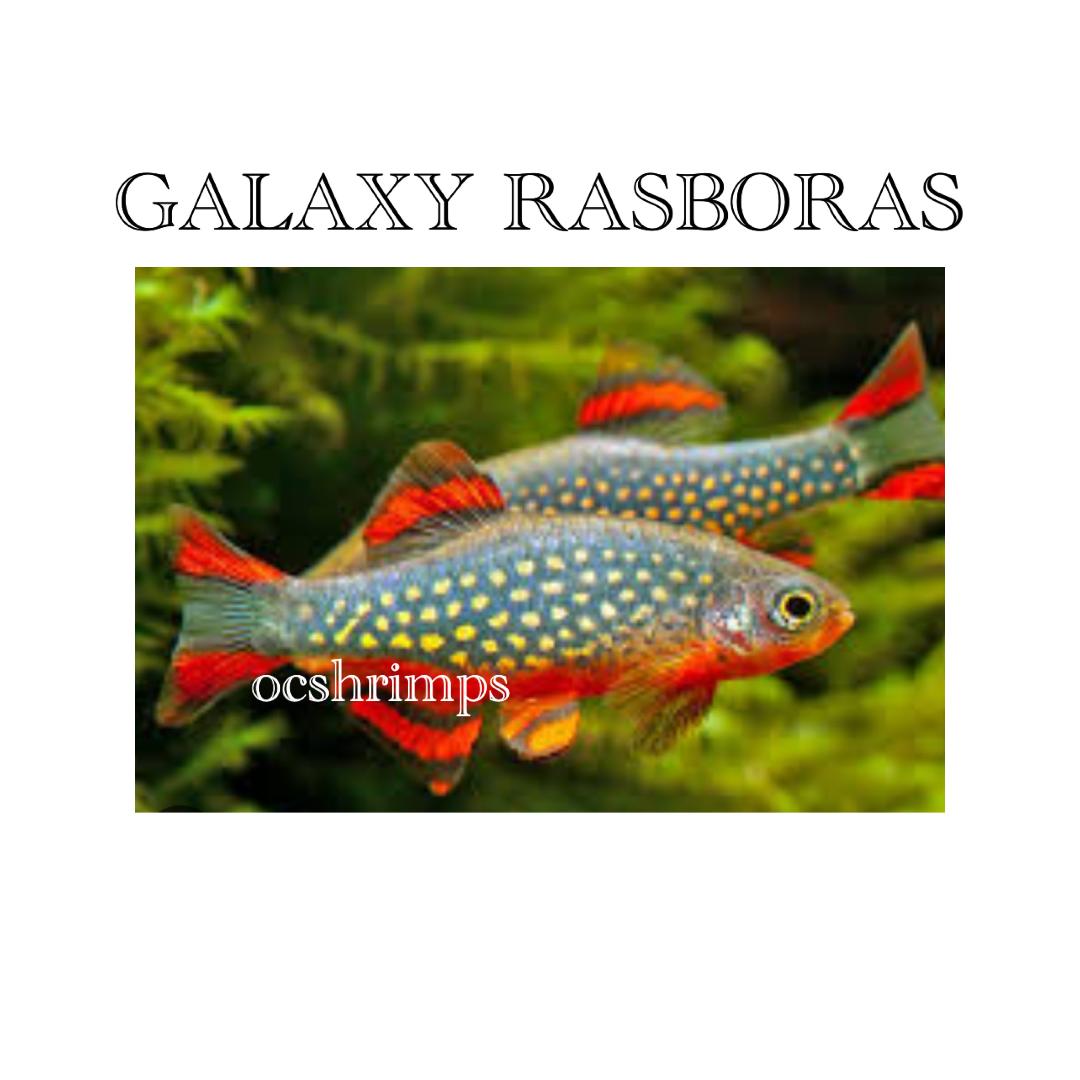 GALAXY RASBORAS – OC SHRIMP AQUATIC LLC