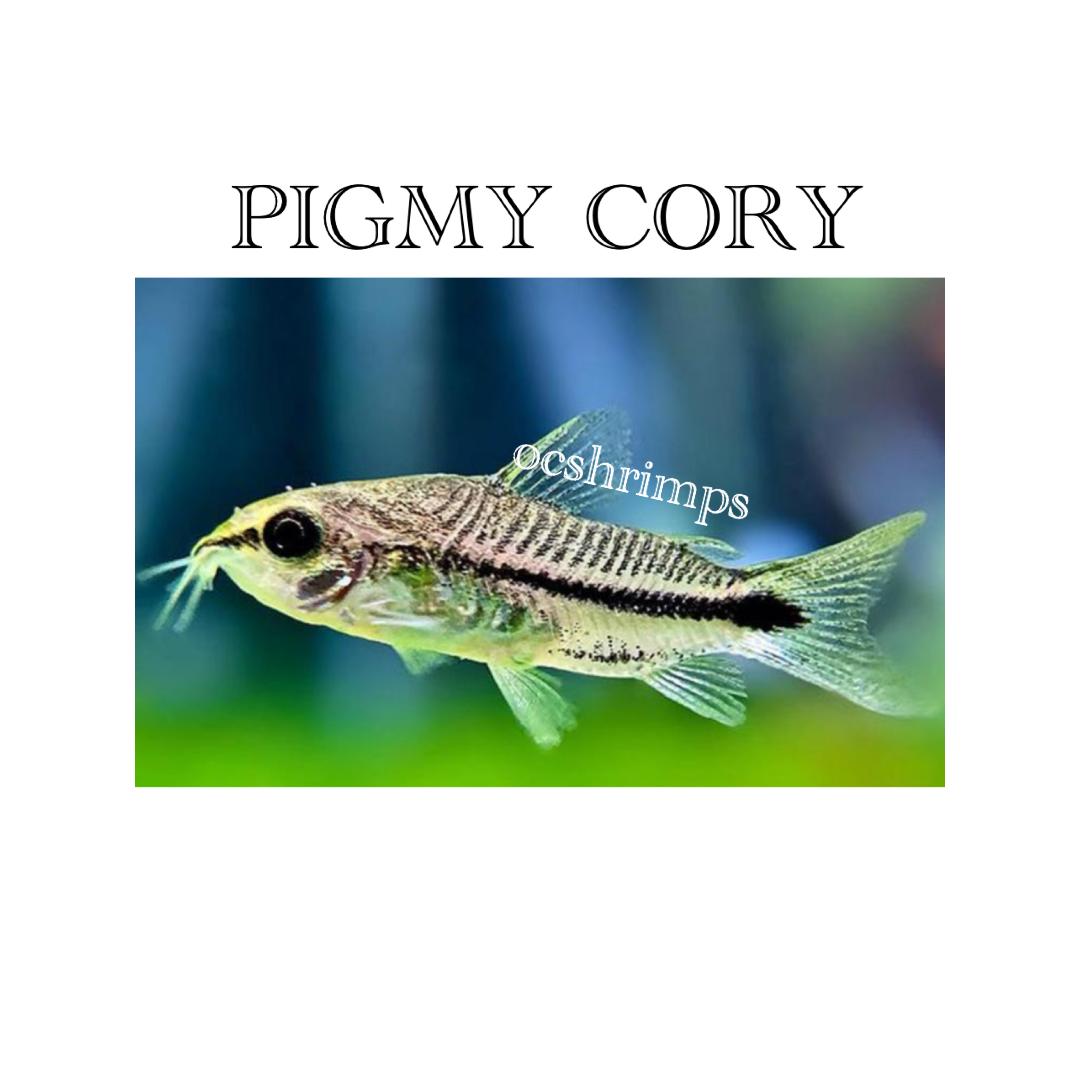 PYGMY CORYDORAS – OC SHRIMP AQUATIC LLC