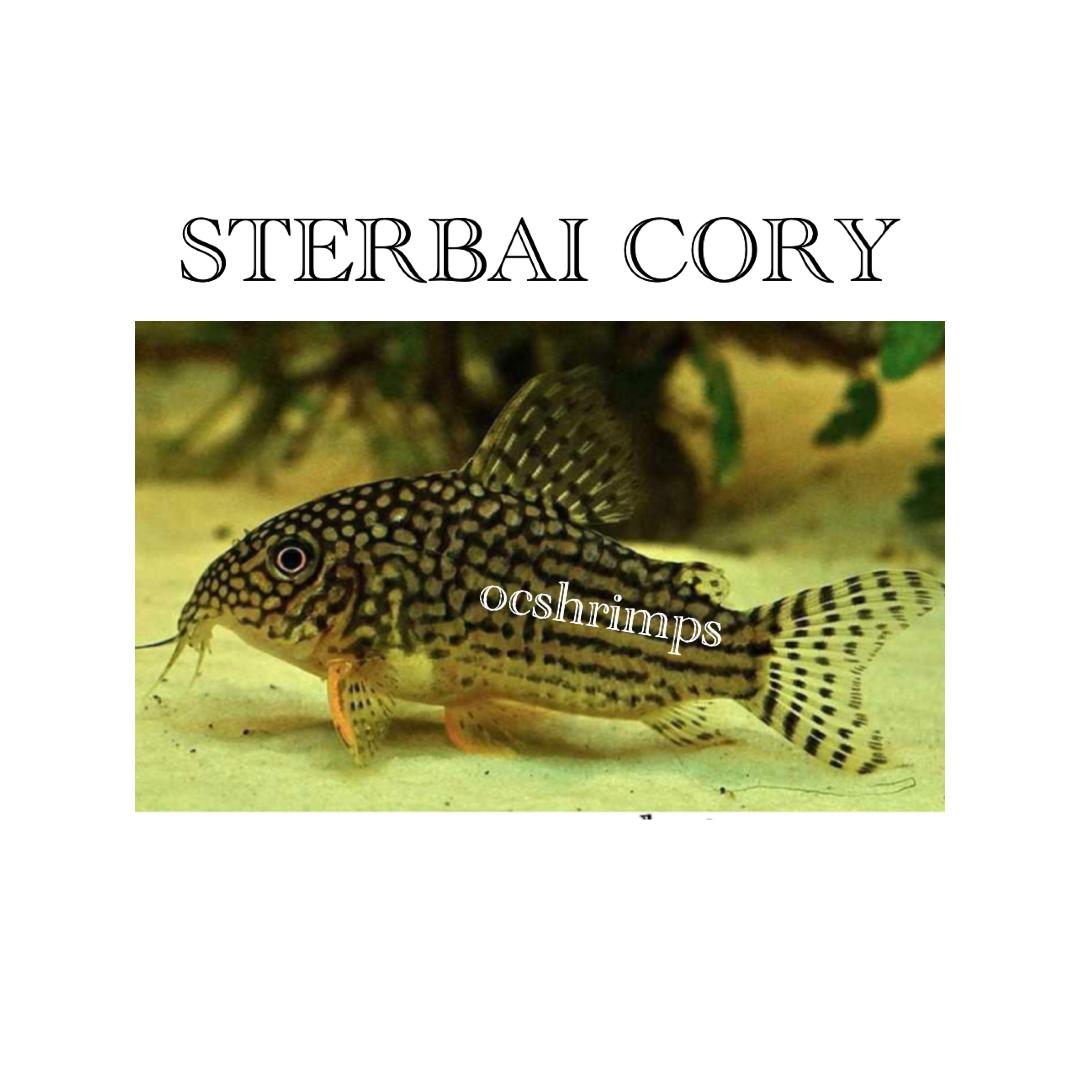 STERBAI CORYDORAS – OC SHRIMP AQUATIC LLC