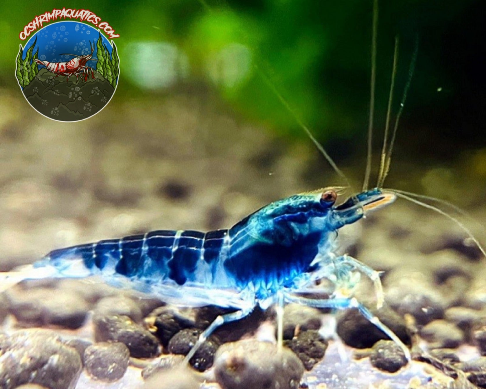 SHRIMPS – OC SHRIMP AQUATIC LLC