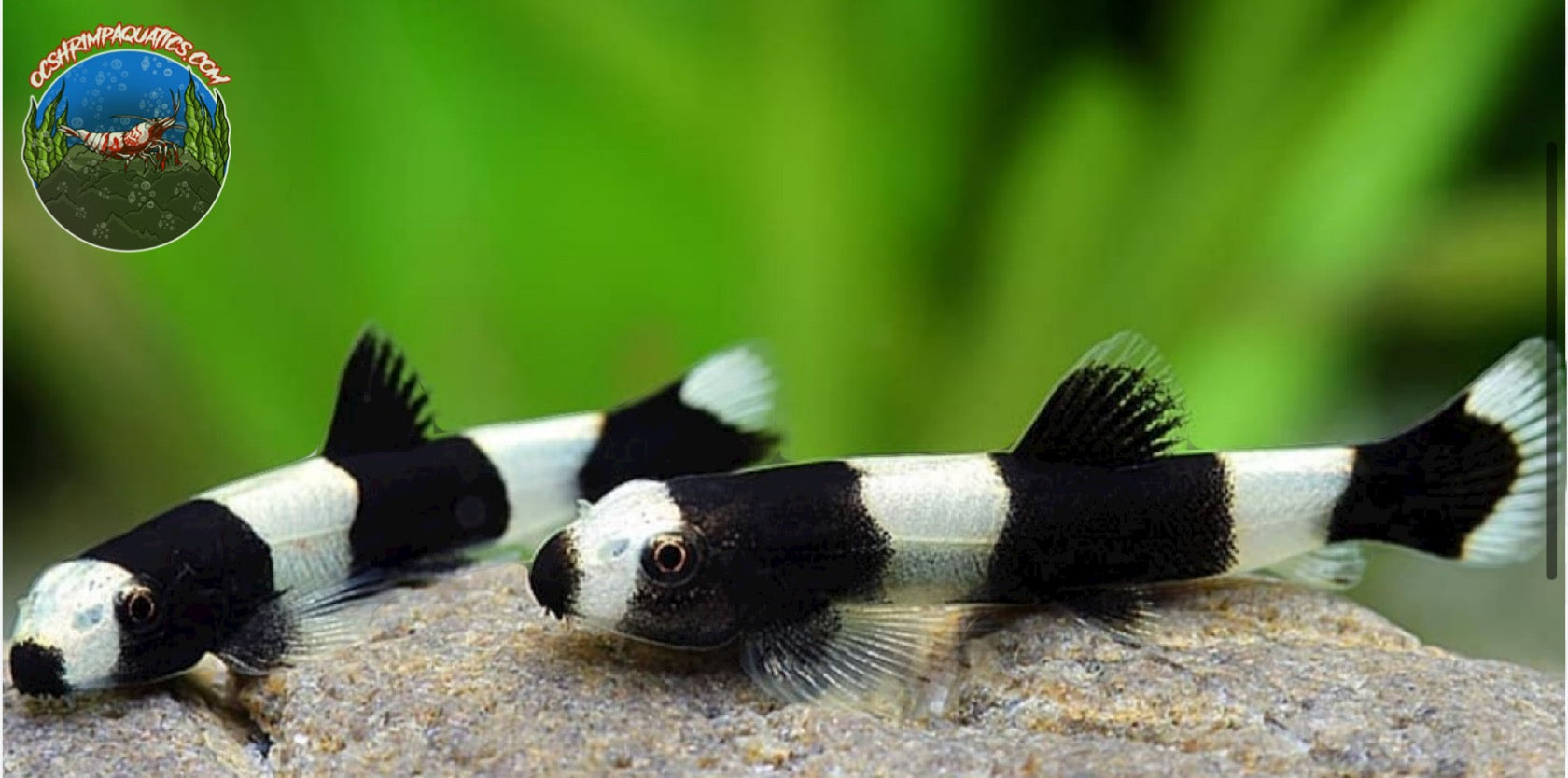 LOACHES – OC SHRIMP AQUATIC LLC