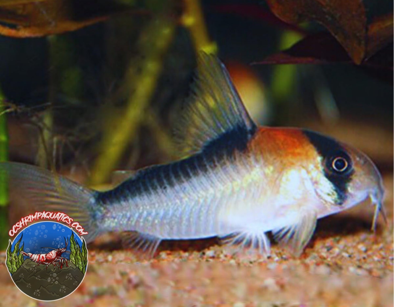 CATFISH & BOTTOM FEEDERS – OC SHRIMP AQUATIC LLC