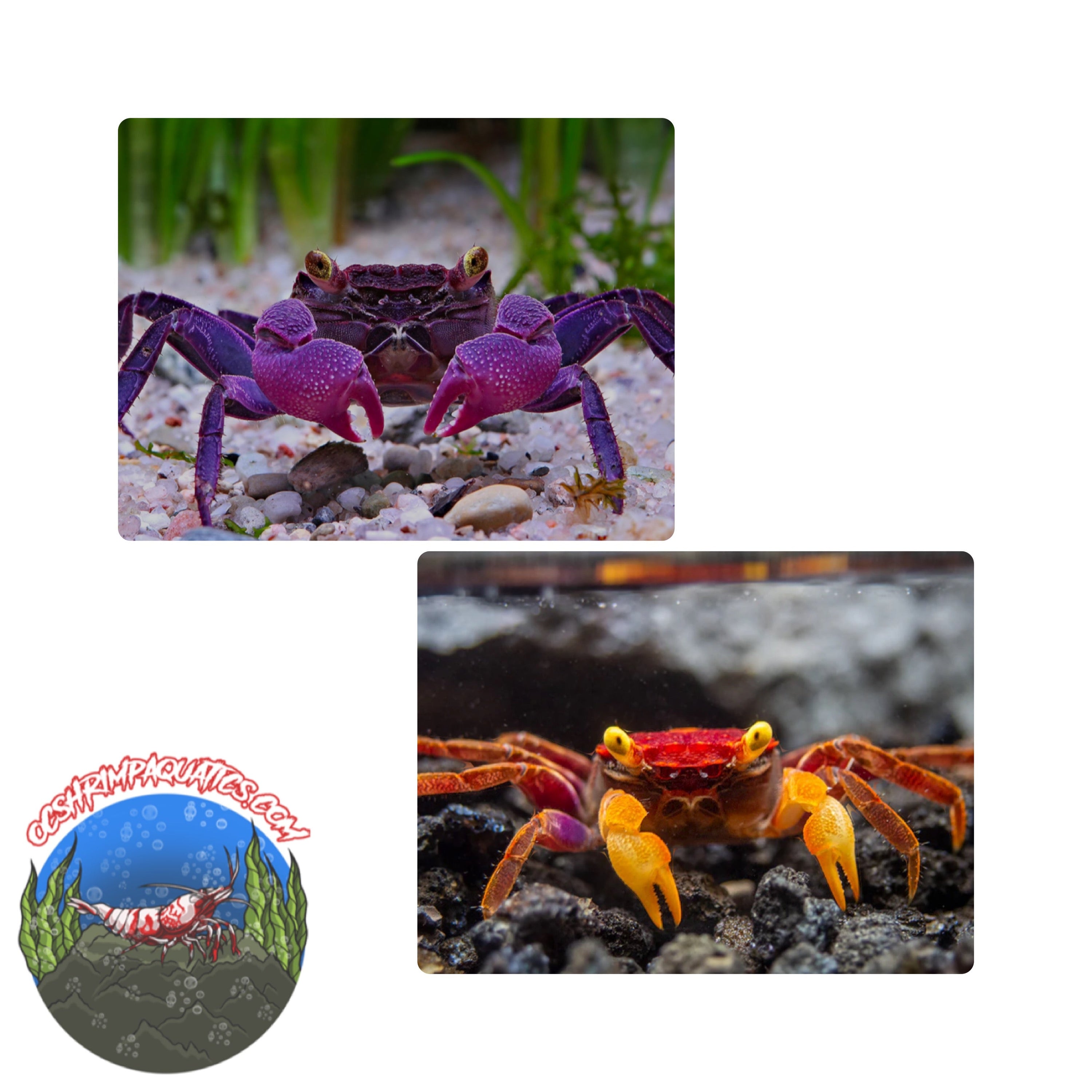 ORANGE COUNTY'S LARGEST ORNAMENTAL SHRIMP RETAILER – OC SHRIMP AQUATIC LLC