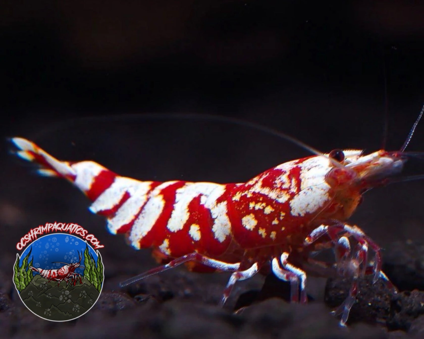 ORANGE COUNTY'S LARGEST ORNAMENTAL SHRIMP RETAILER – OC SHRIMP AQUATIC LLC