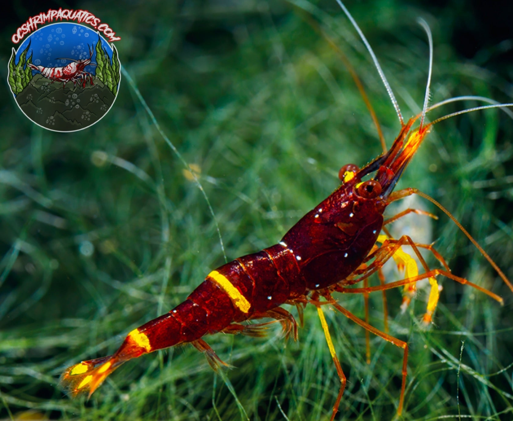 ORANGE COUNTY'S LARGEST ORNAMENTAL SHRIMP RETAILER – OC SHRIMP AQUATIC LLC