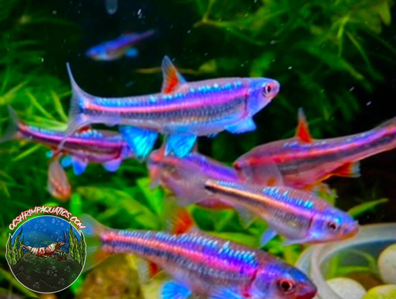 ORANGE COUNTY'S LARGEST ORNAMENTAL SHRIMP RETAILER – OC SHRIMP AQUATIC LLC