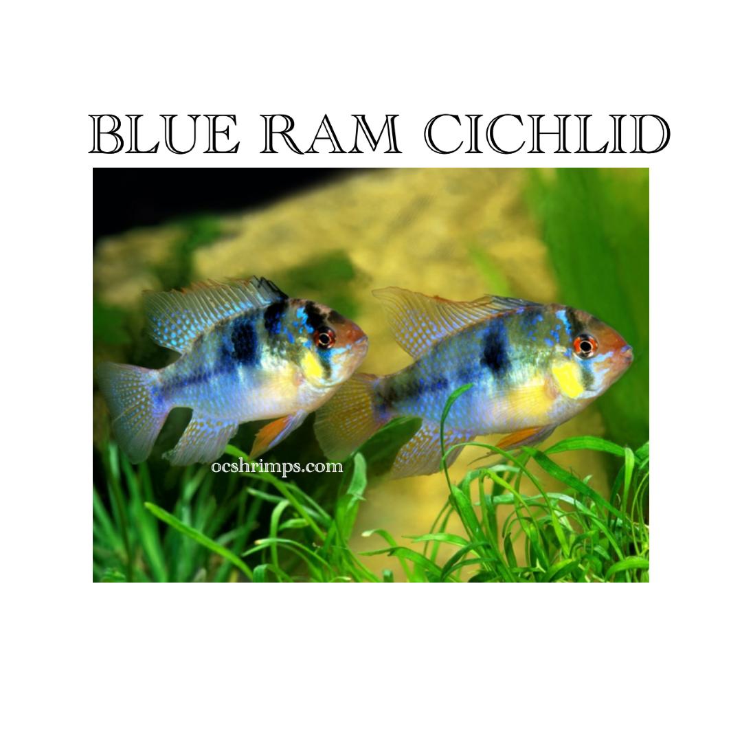 CICHLIDS – OC SHRIMP AQUATIC LLC
