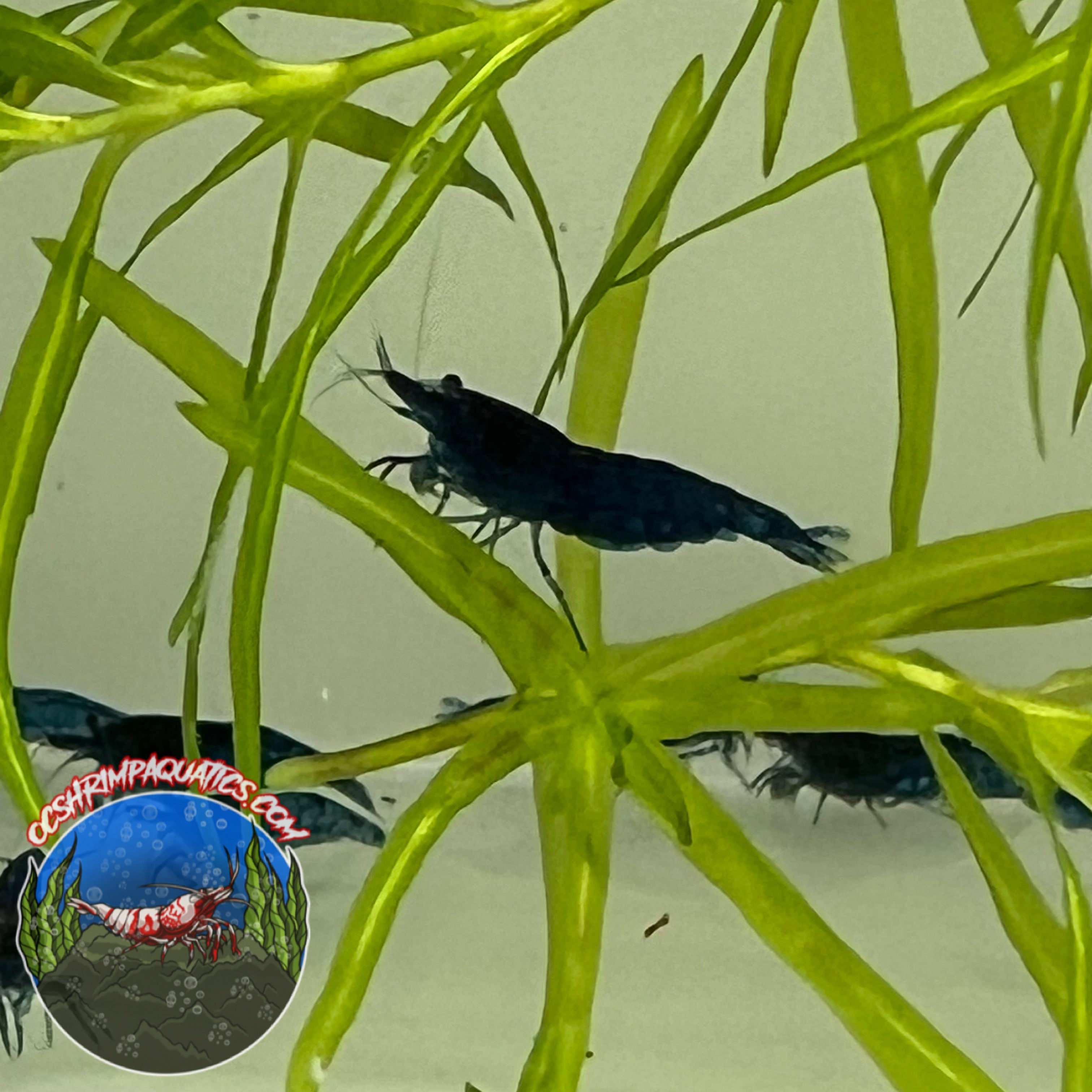 BLUE DREAM SHRIMP – OC SHRIMP AQUATIC LLC