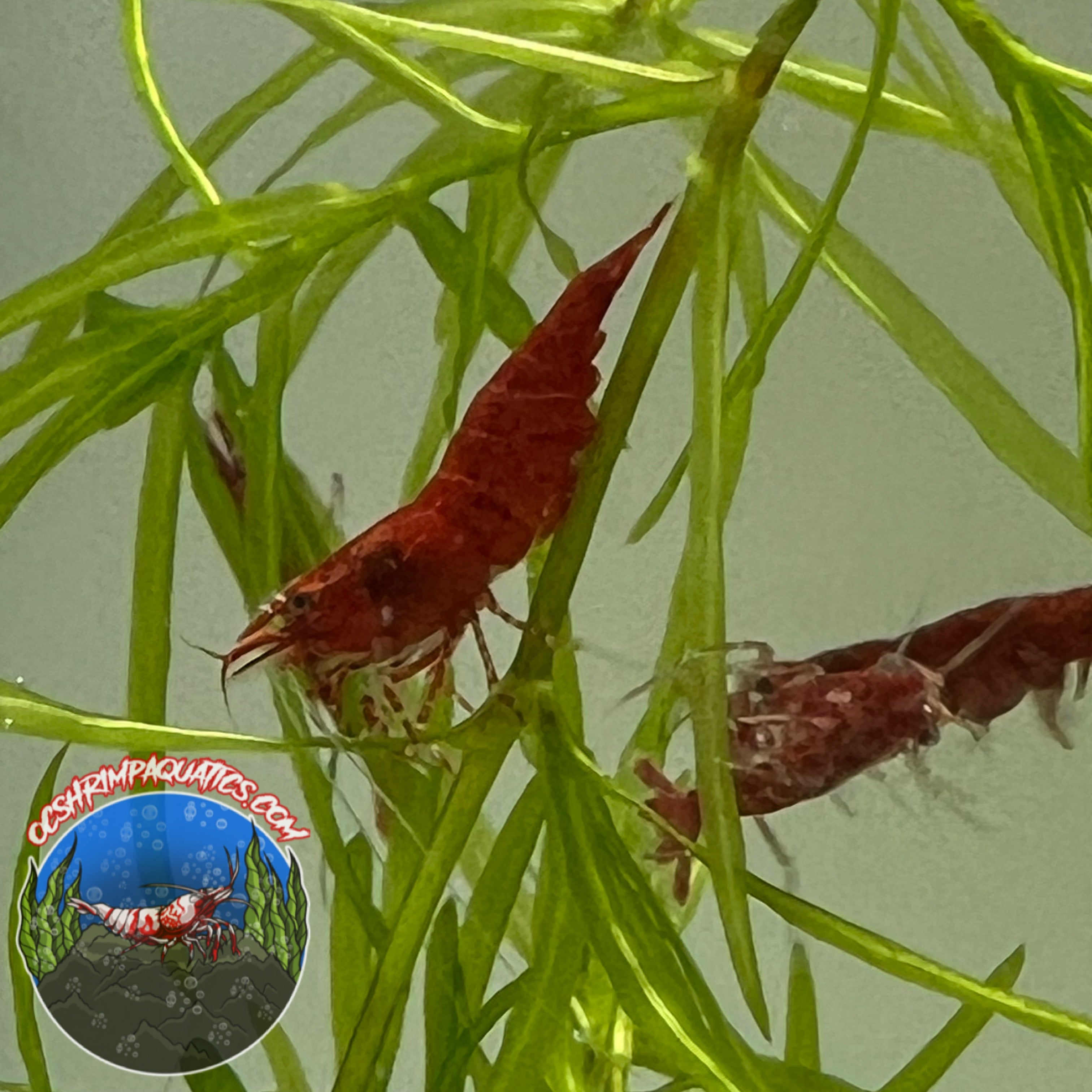 FIRE RED SHRIMP – OC SHRIMP AQUATIC LLC