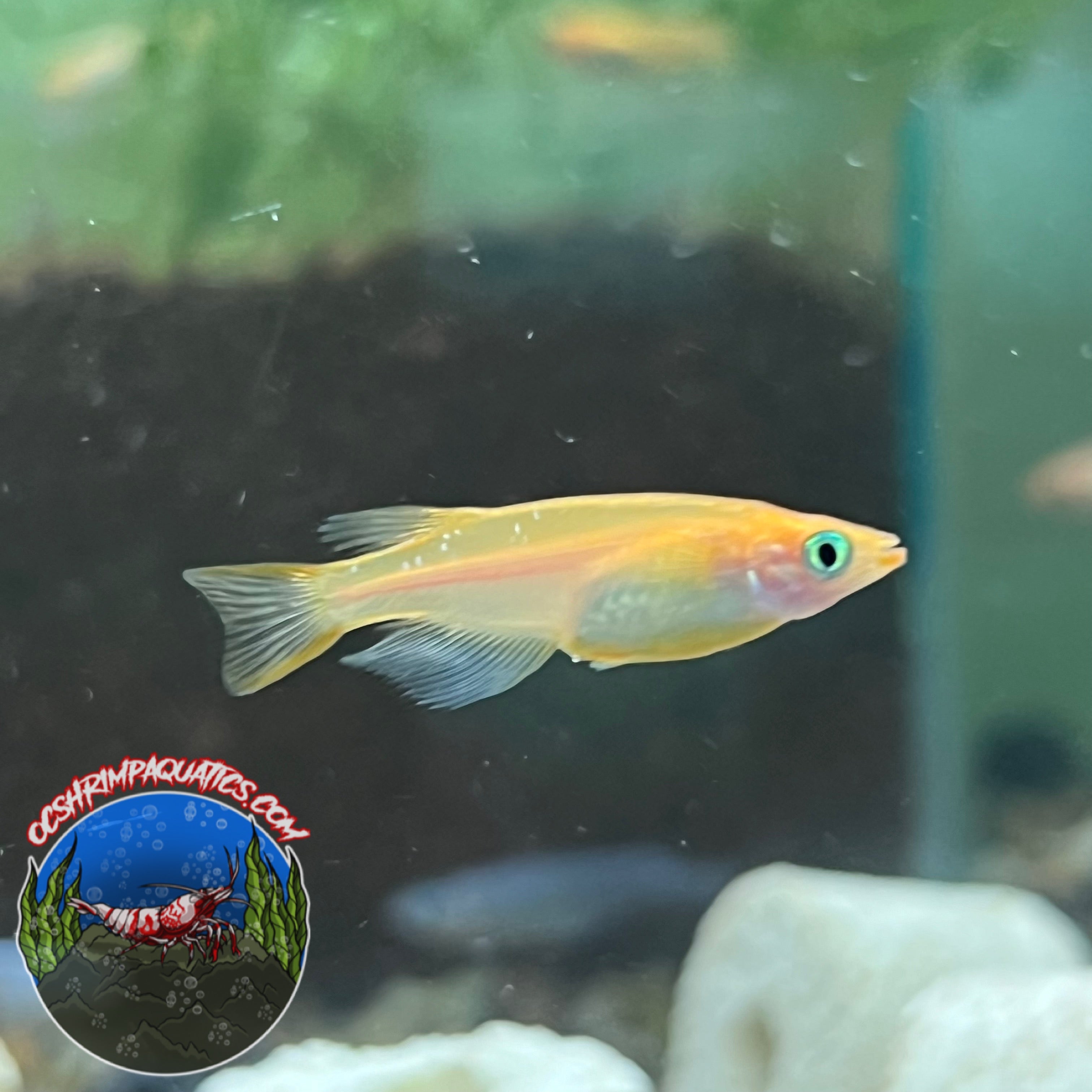 JAPANESE RICEFISH ( YOHIKI ) – OC SHRIMP AQUATIC LLC