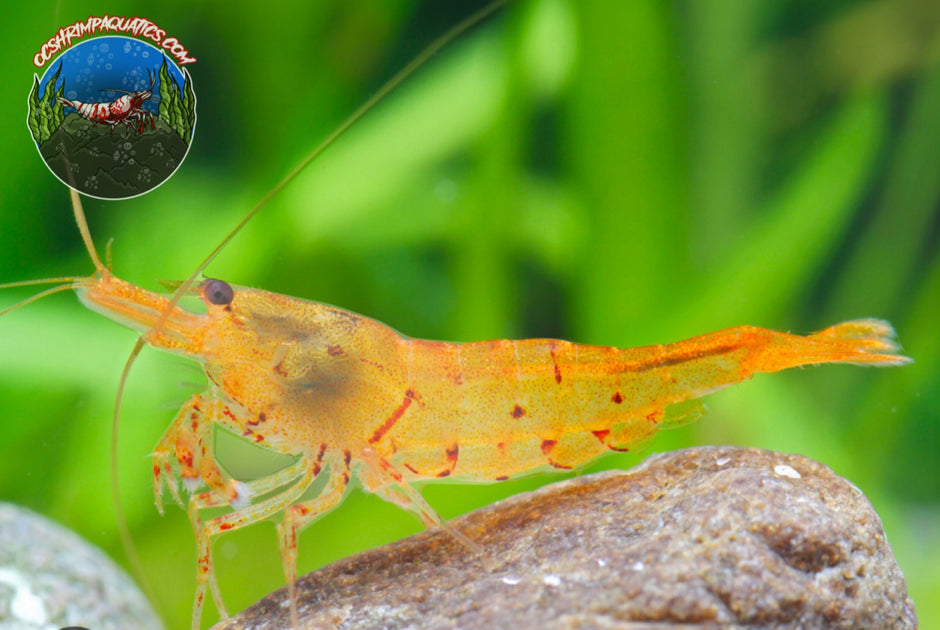 ORANGE COUNTY'S LARGEST ORNAMENTAL SHRIMP RETAILER – OC SHRIMP AQUATIC LLC