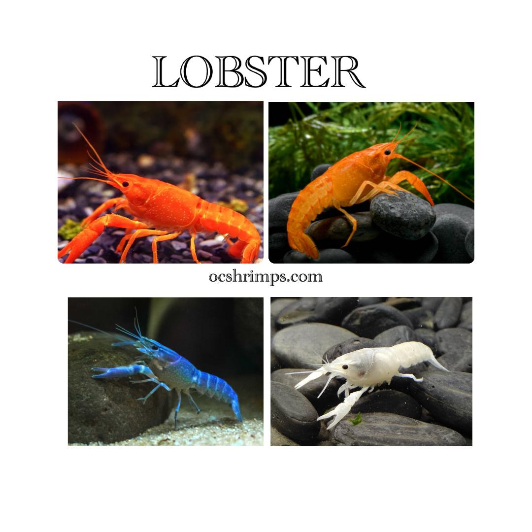 LOBSTER – OC SHRIMP AQUATIC LLC