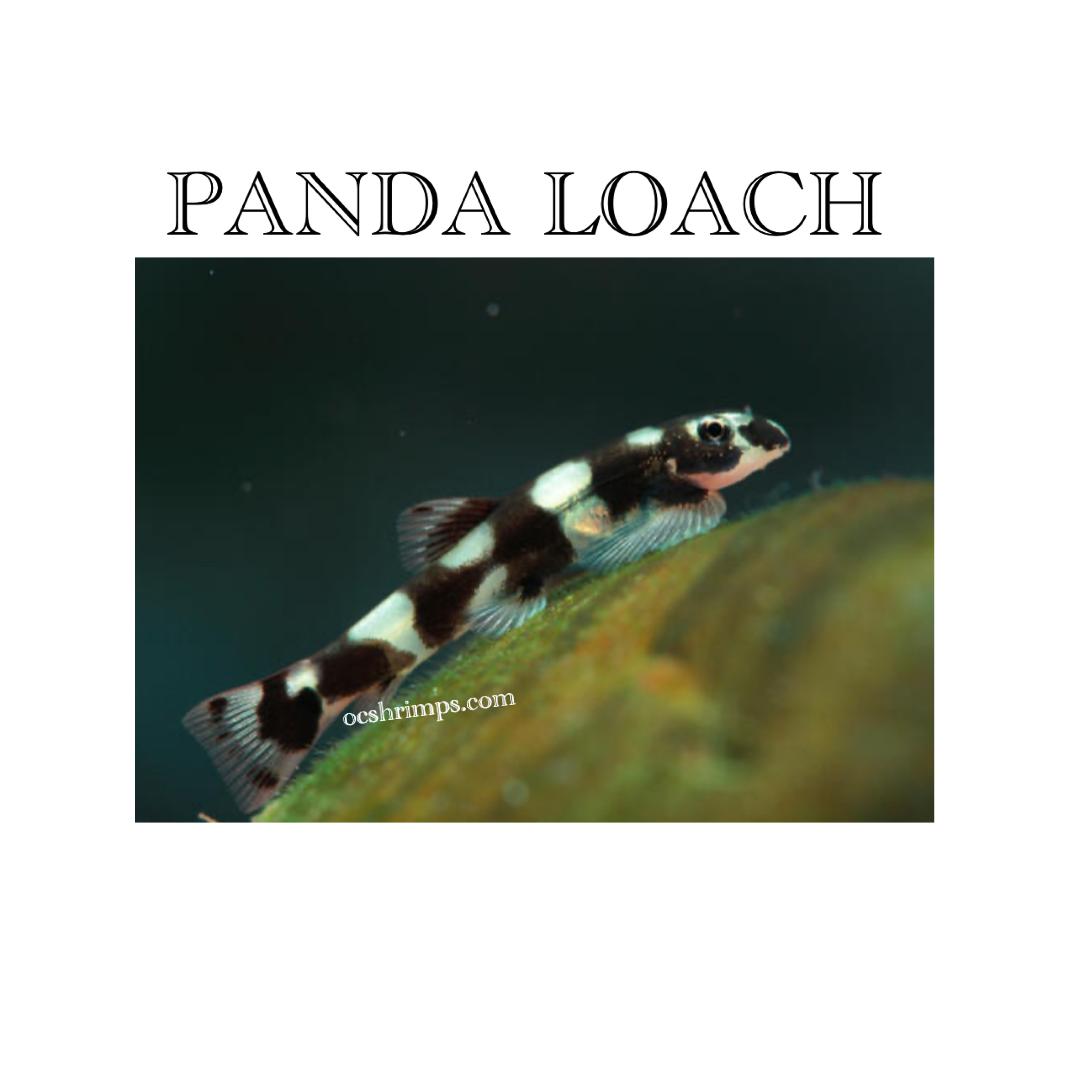 PANDA LOACH – OC SHRIMP AQUATIC LLC