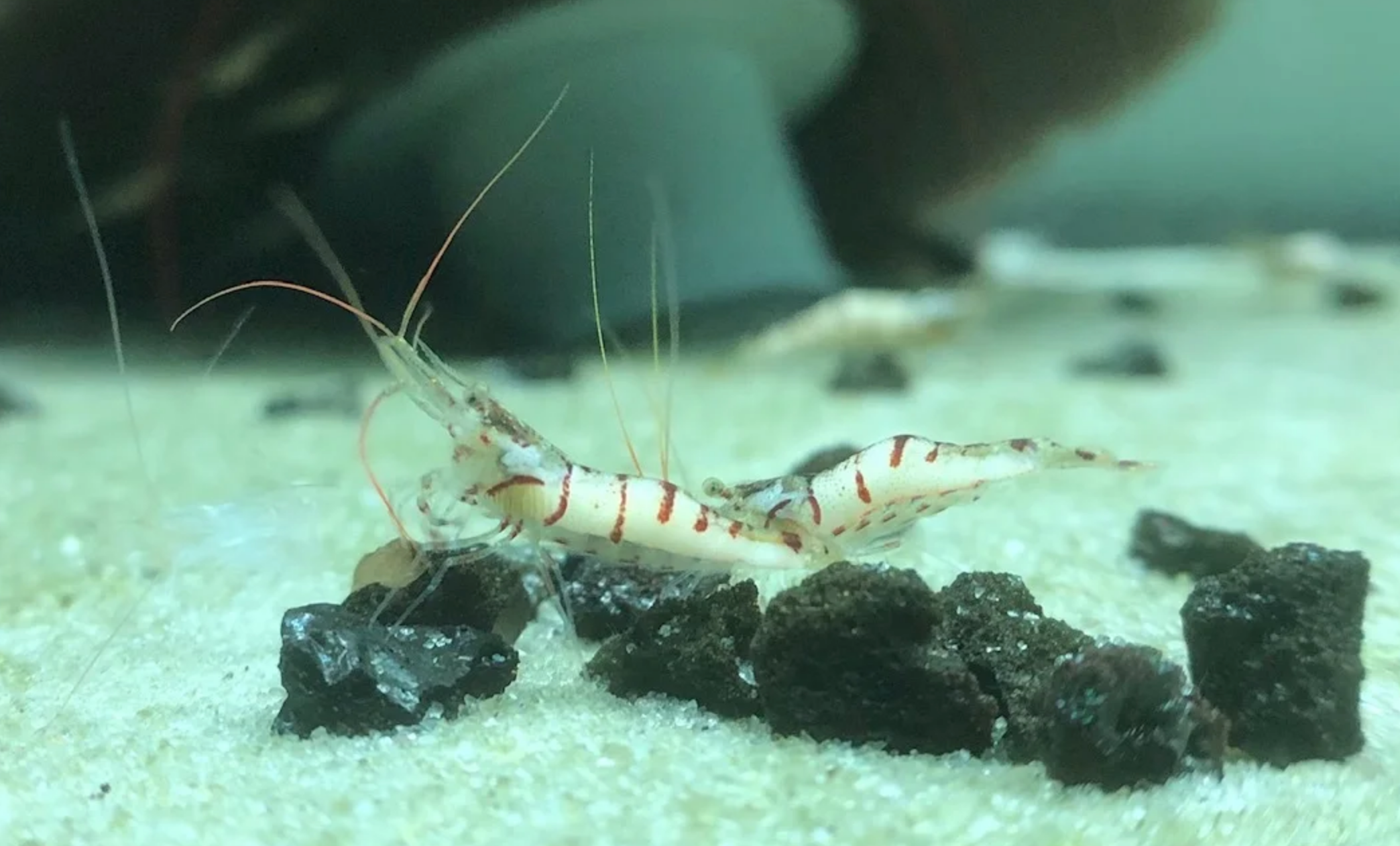 SULAWESI SNOW WHITE ZEBRA SHRIMP – OC SHRIMP AQUATIC LLC