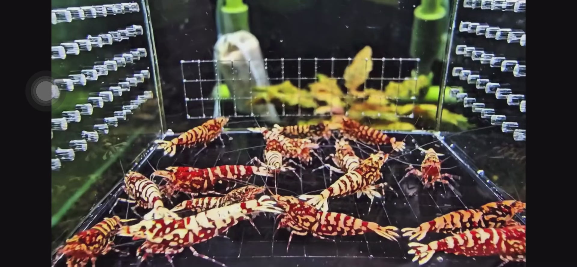 ORANGE COUNTY'S LARGEST ORNAMENTAL SHRIMP RETAILER – OC SHRIMP AQUATIC LLC