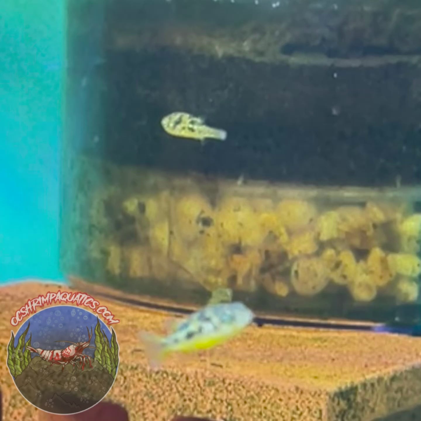 PEA PUFFER – OC SHRIMP AQUATIC LLC