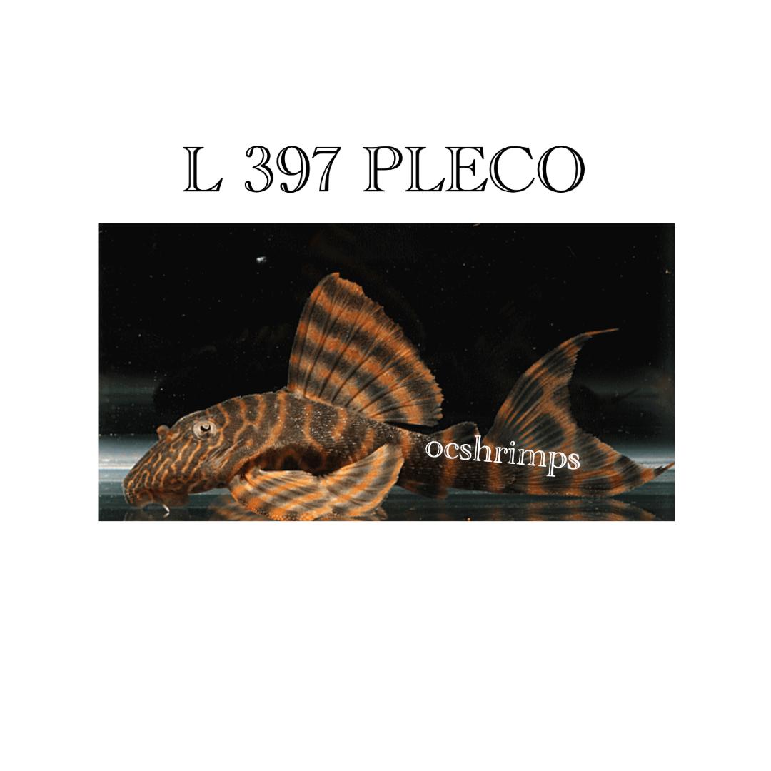 L 397 - ALENQUER TIGER – OC SHRIMP AQUATIC LLC
