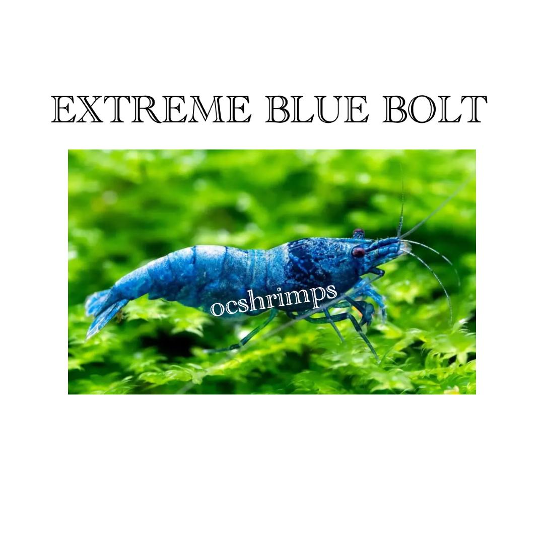 ORANGE COUNTY'S LARGEST ORNAMENTAL SHRIMP RETAILER – OC SHRIMP AQUATIC LLC
