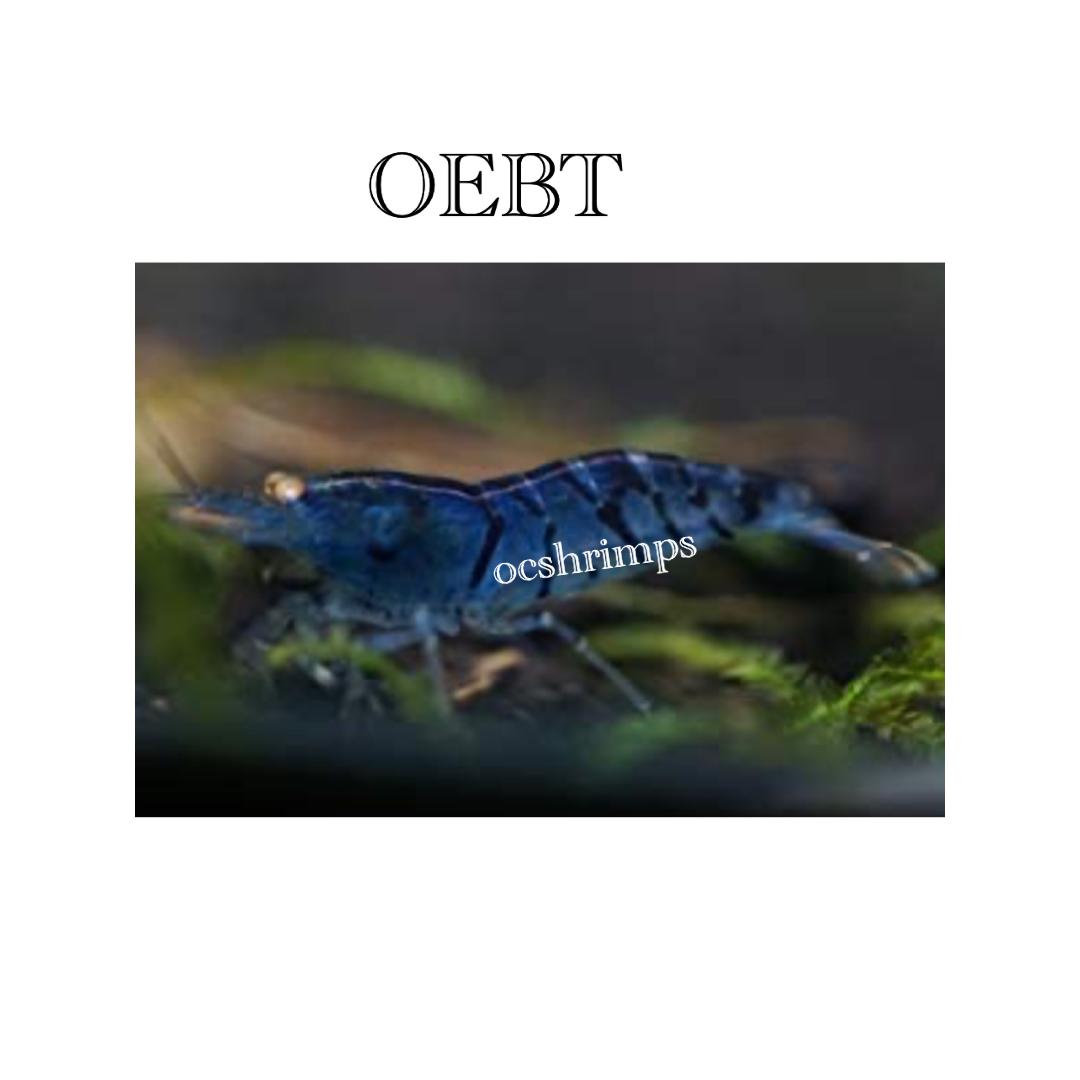 ORANGE EYE BLUE TIGER SHRIMP (OEBT) – OC SHRIMP AQUATIC LLC