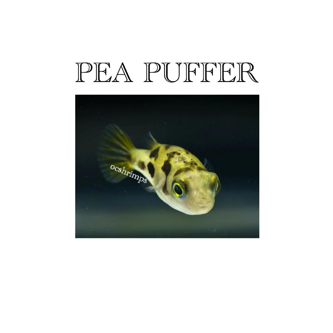 PEA PUFFER – OC SHRIMP AQUATIC LLC