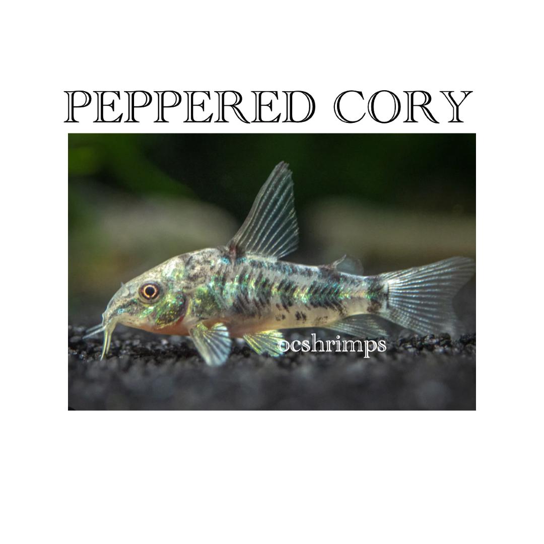 PEPPERED CORYDORAS – OC SHRIMP AQUATIC LLC