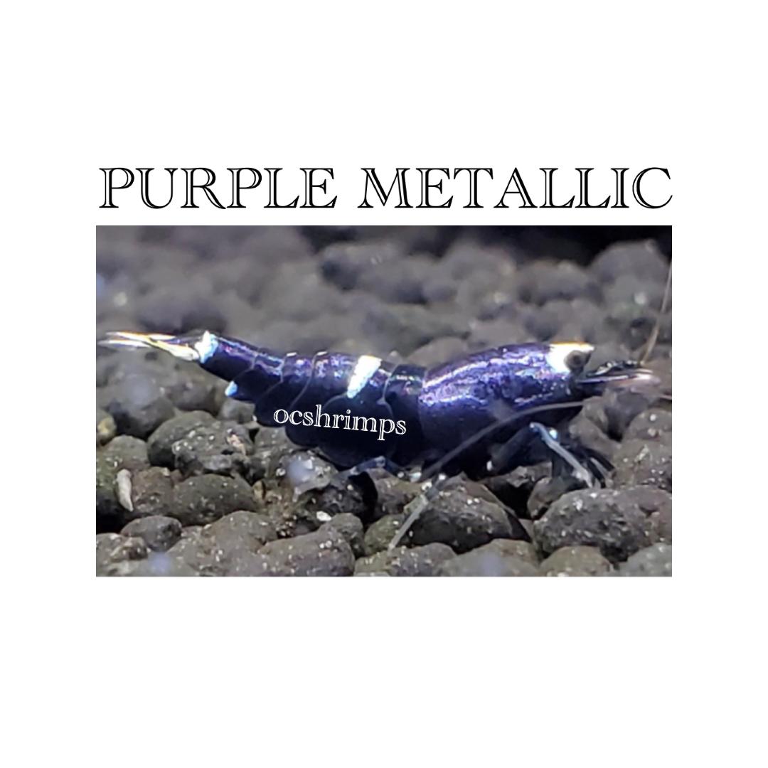 PURPLE METALLIC SHRIMP – OC SHRIMP AQUATIC LLC
