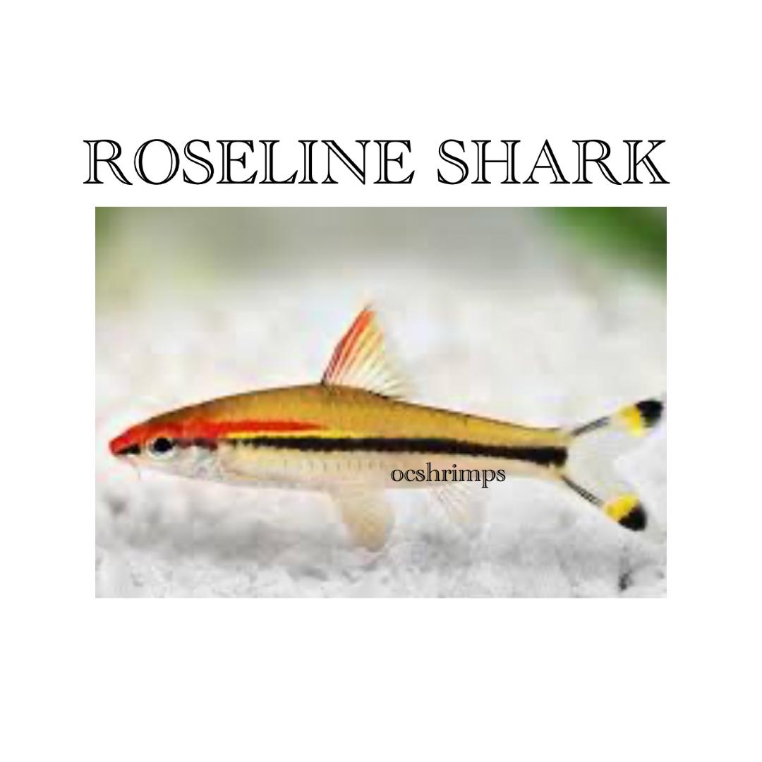 ROSELINE SHARK – OC SHRIMP AQUATIC LLC