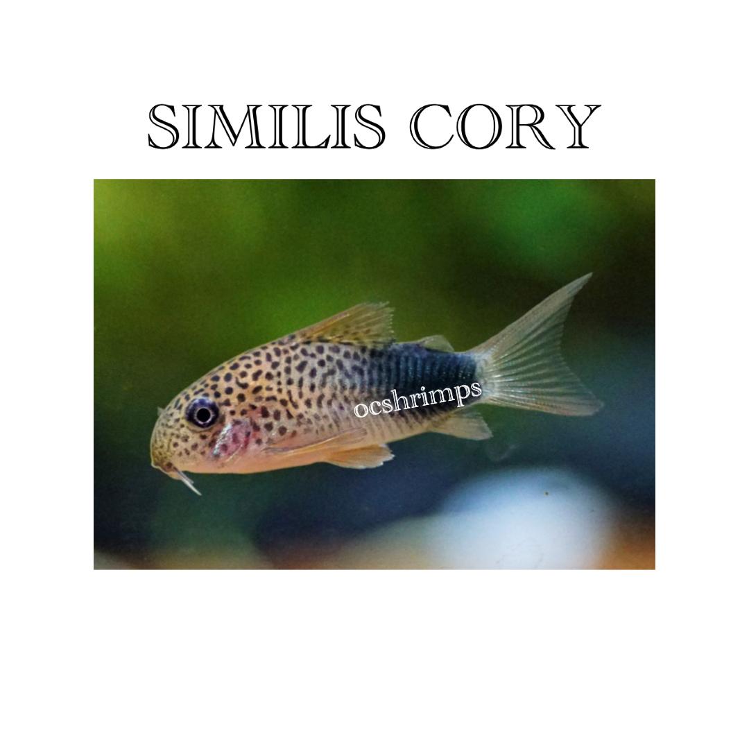 SIMILIS CORYDORAS – OC SHRIMP AQUATIC LLC