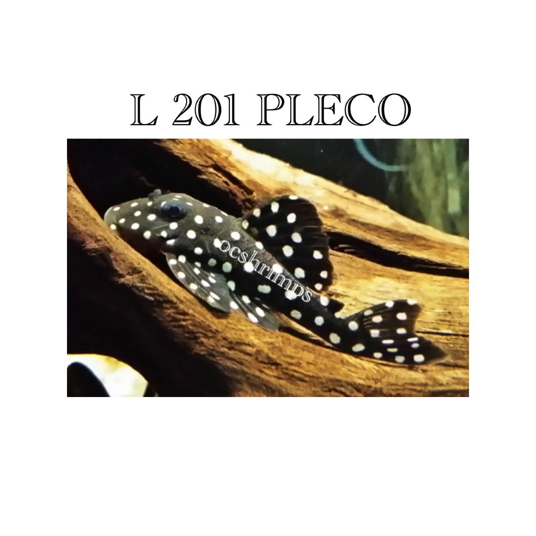L 201 - SNOW BALL PLECO – OC SHRIMP AQUATIC LLC