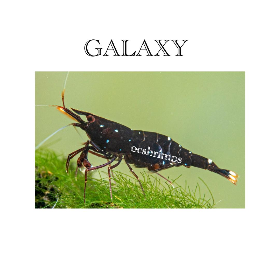 SULAWESI GALAXY SHRIMP – OC SHRIMP AQUATIC LLC