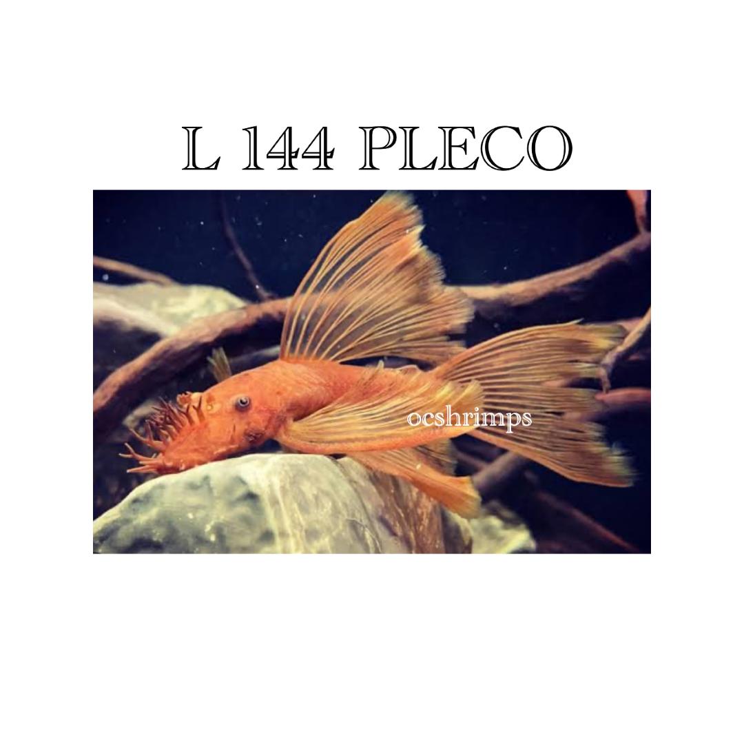 L 144 - SUPER RED PLECO LONG FIN – OC SHRIMP AQUATIC LLC