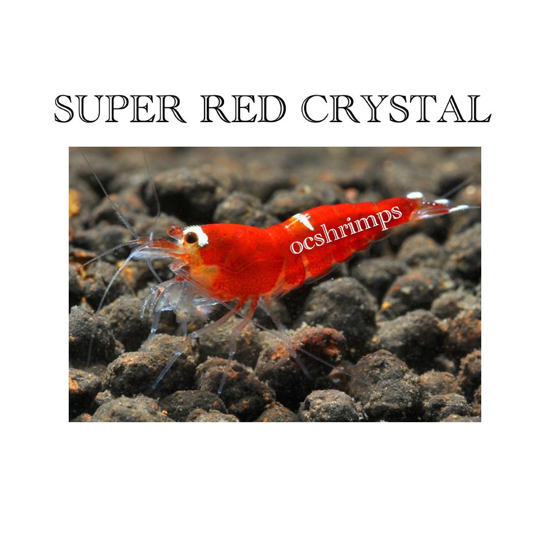 SUPER RED CRYSTAL SHRIMP – OC SHRIMP AQUATIC LLC