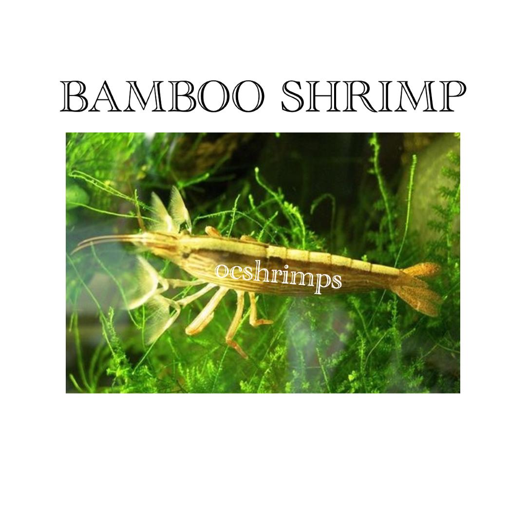 BAMBOO SHRIMP – OC SHRIMP AQUATIC LLC