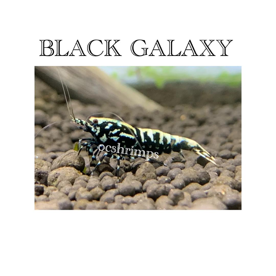 BLACK GALAXY SHRIMP – OC SHRIMP AQUATIC LLC