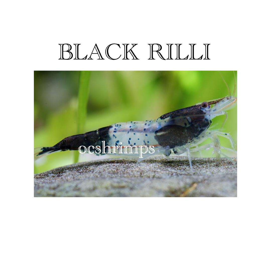 BLACK RILI SHRIMP – OC SHRIMP AQUATIC LLC