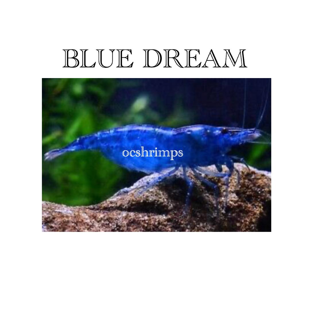 BLUE DREAM SHRIMP – OC SHRIMP AQUATIC LLC