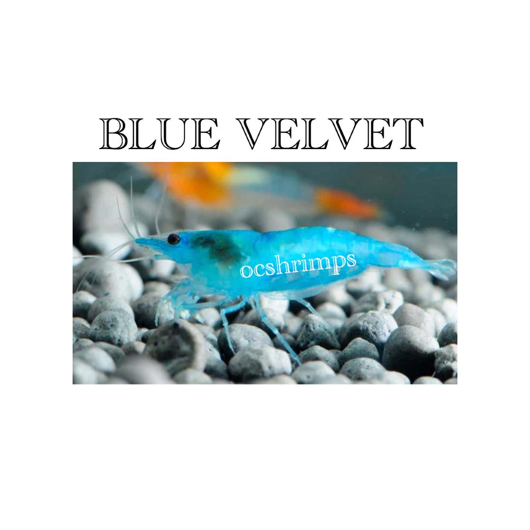 BLUE VELVET SHRIMP – OC SHRIMP AQUATIC LLC