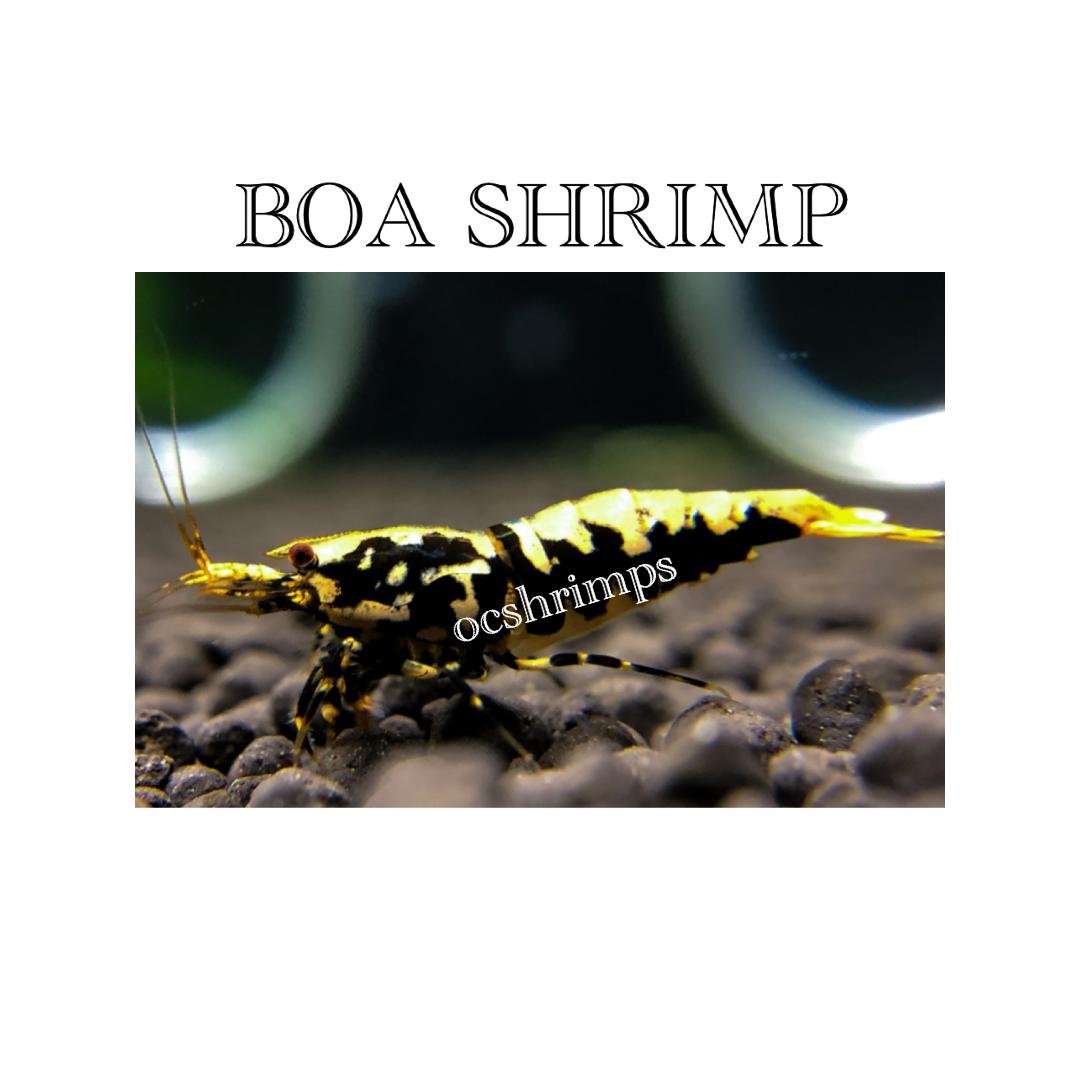 BOA SHRIMP – OC SHRIMP AQUATIC LLC