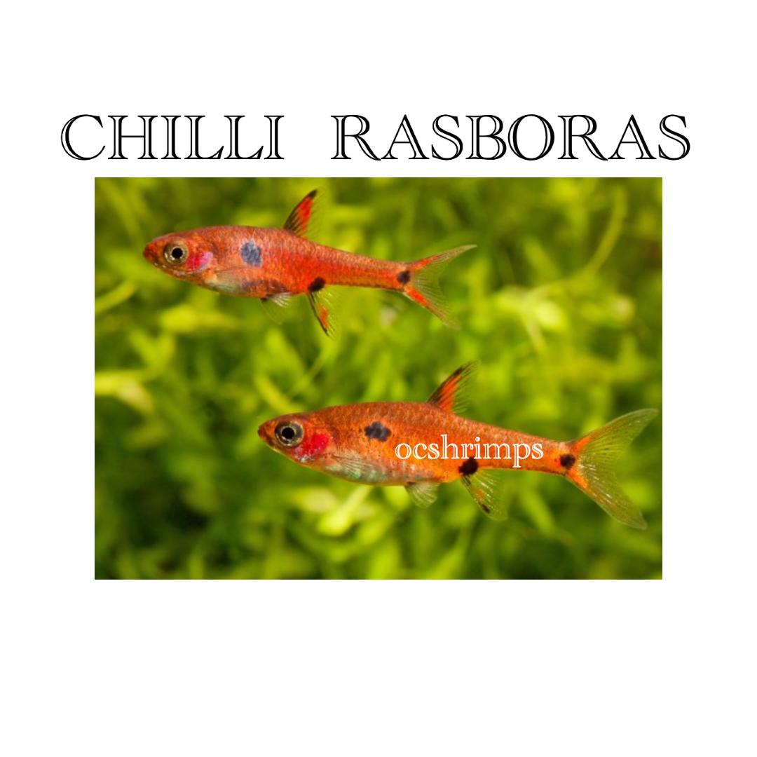 CHILLI RASBORA ( PICK UP ONLY ) – OC SHRIMP AQUATIC LLC