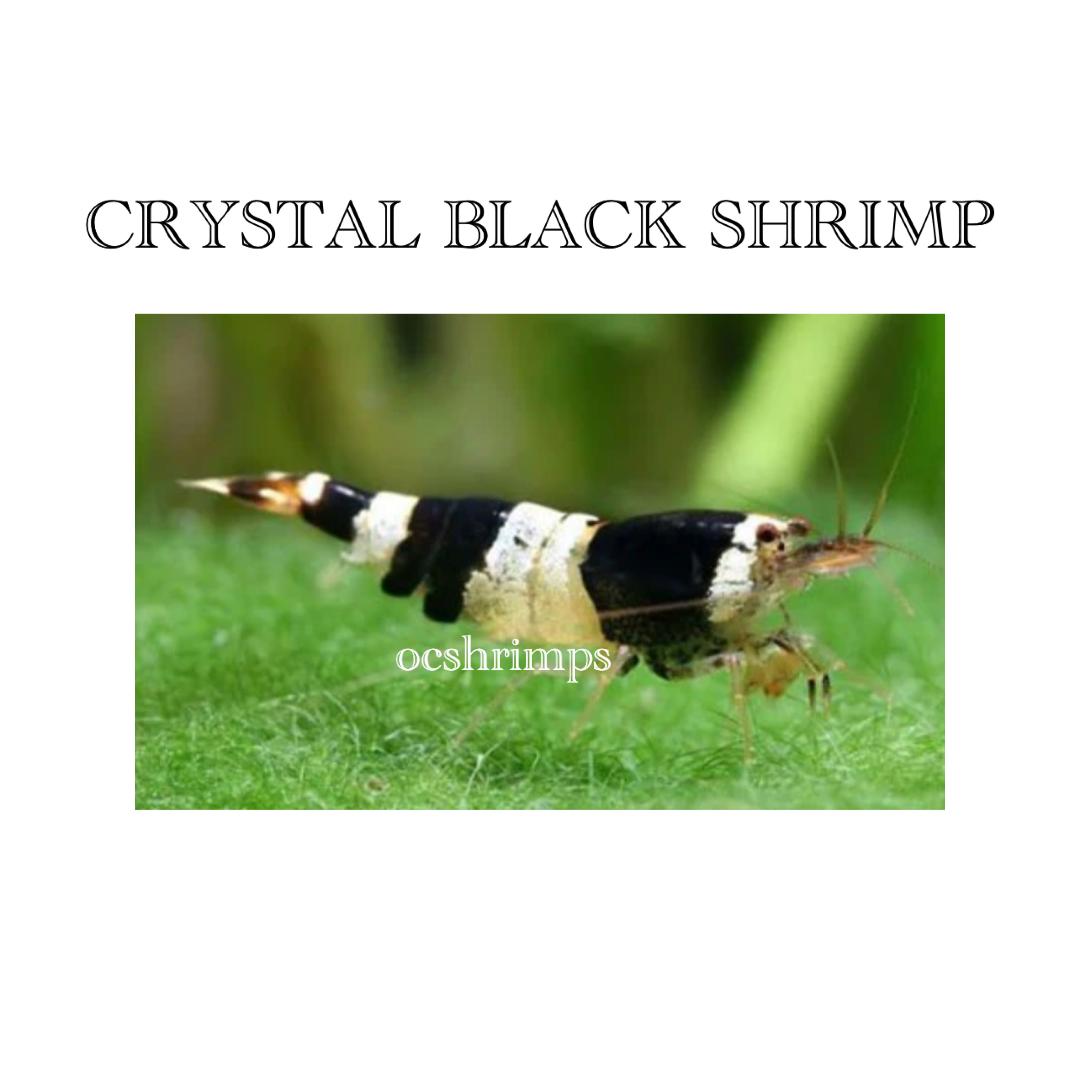 CRYSTAL BLACK SHRIMP - CBS – OC SHRIMP AQUATIC LLC