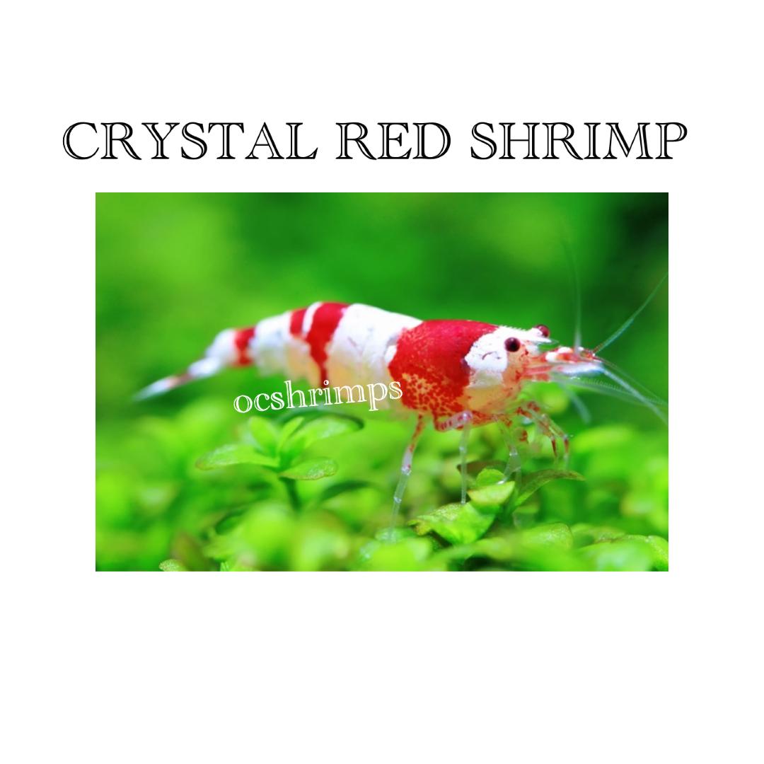 CRYSTAL RED SHRIMP - CRS – OC SHRIMP AQUATIC LLC