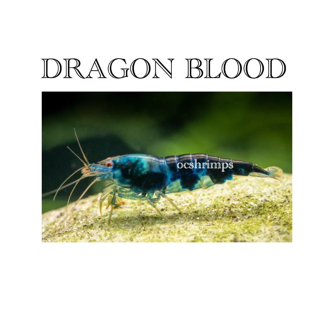 DRAGON BLOOD SHRIMP – OC SHRIMP AQUATIC LLC