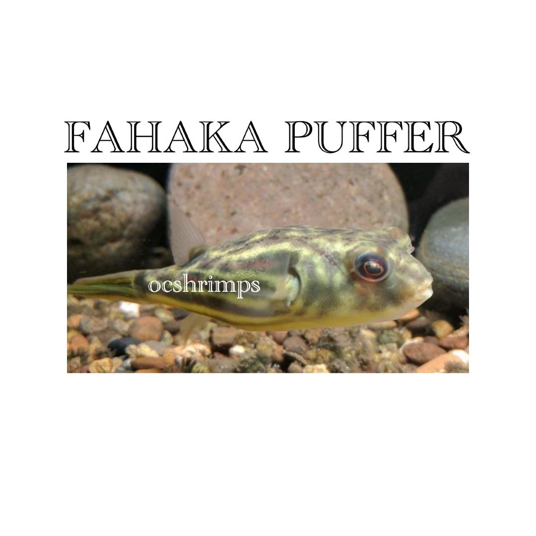 FAHAKA PUFFER – OC SHRIMP AQUATIC LLC
