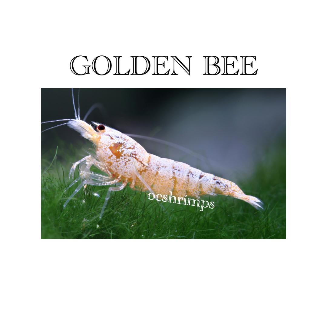 GOLDEN BEE SHRIMP – OC SHRIMP AQUATIC LLC