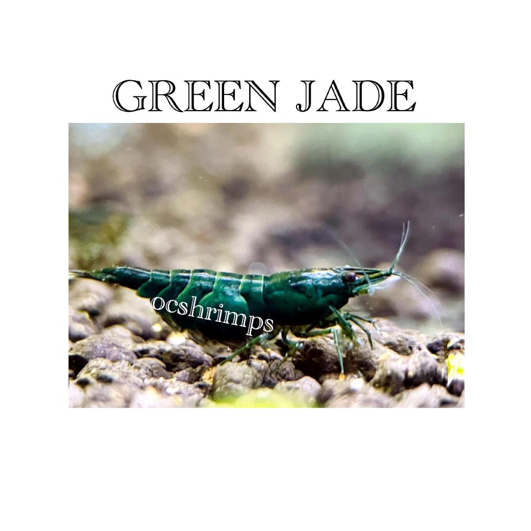 GREEN JADE SHRIMP – OC SHRIMP AQUATIC LLC