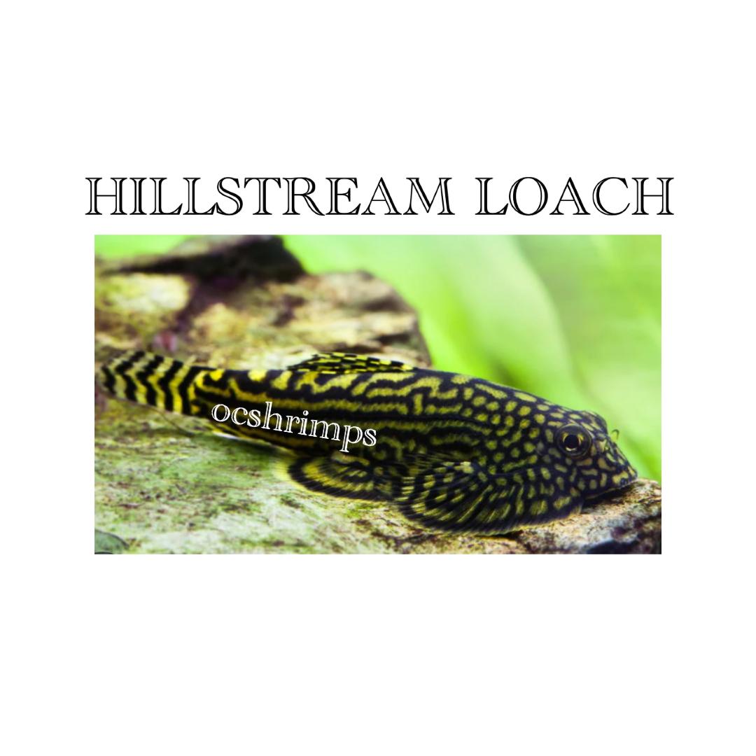 HILLSTREAM LOACH – OC SHRIMP AQUATIC LLC