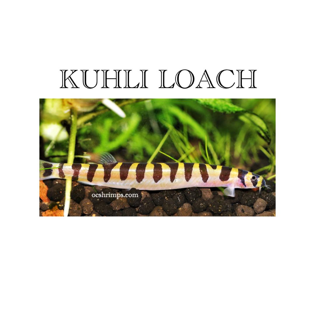 KUHLI LOACH – OC SHRIMP AQUATIC LLC